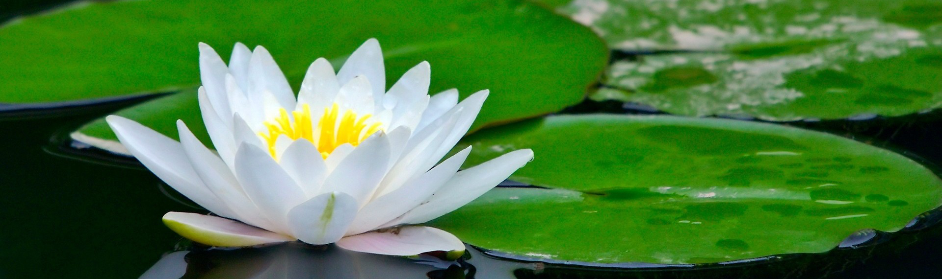Golden Lotus Meditation – Inner Ascent